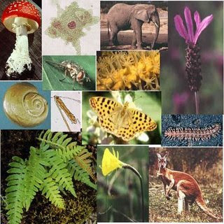 Os Seres Vivos - Introdução ! ~ Vida na Terra